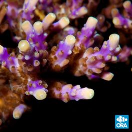 ORA Tri-Color Valida (Acropora sp.)